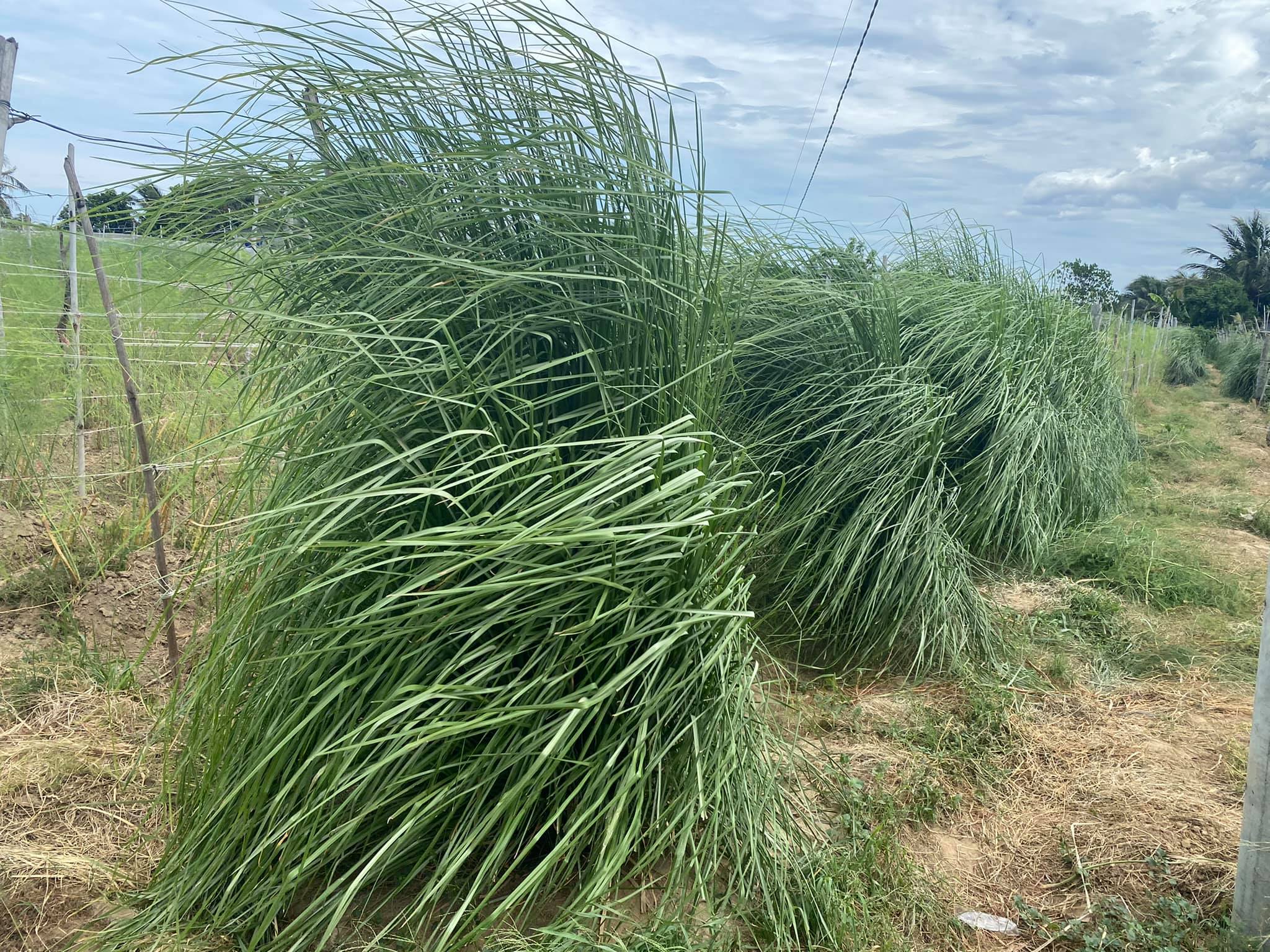 On farm erosion control - The Vetiver Network International
