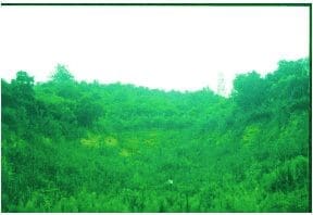 Vetiver Grass Technology for Landslide Mitigation – The Vetiver Network ...