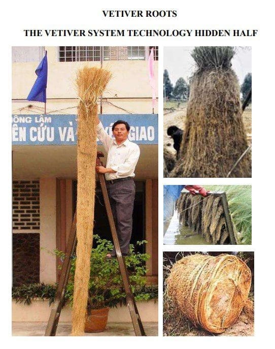 Manuals/Guides – The Vetiver Network International