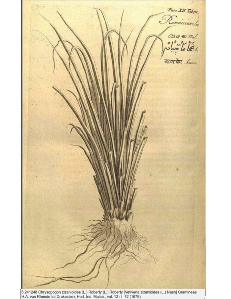 Vetiver Grass – Plant Mechanics – How and Why it functions – The ...