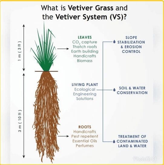 The Vetiver Network International – Multi Application of vetiver grass ...
