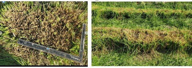 Stiff Grass Hedgerows (Barriers) and Contour Cultivation are Key to ...