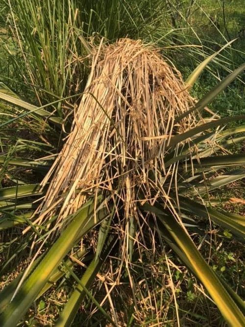 Mitigating heat and drought in Vietnam using Vetiver Grass – The ...