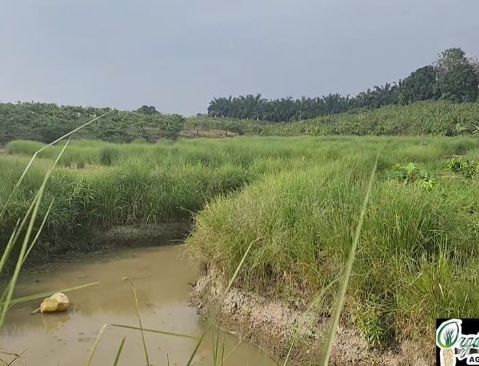 The Vetiver Network International - Multi Application of vetiver grass ...