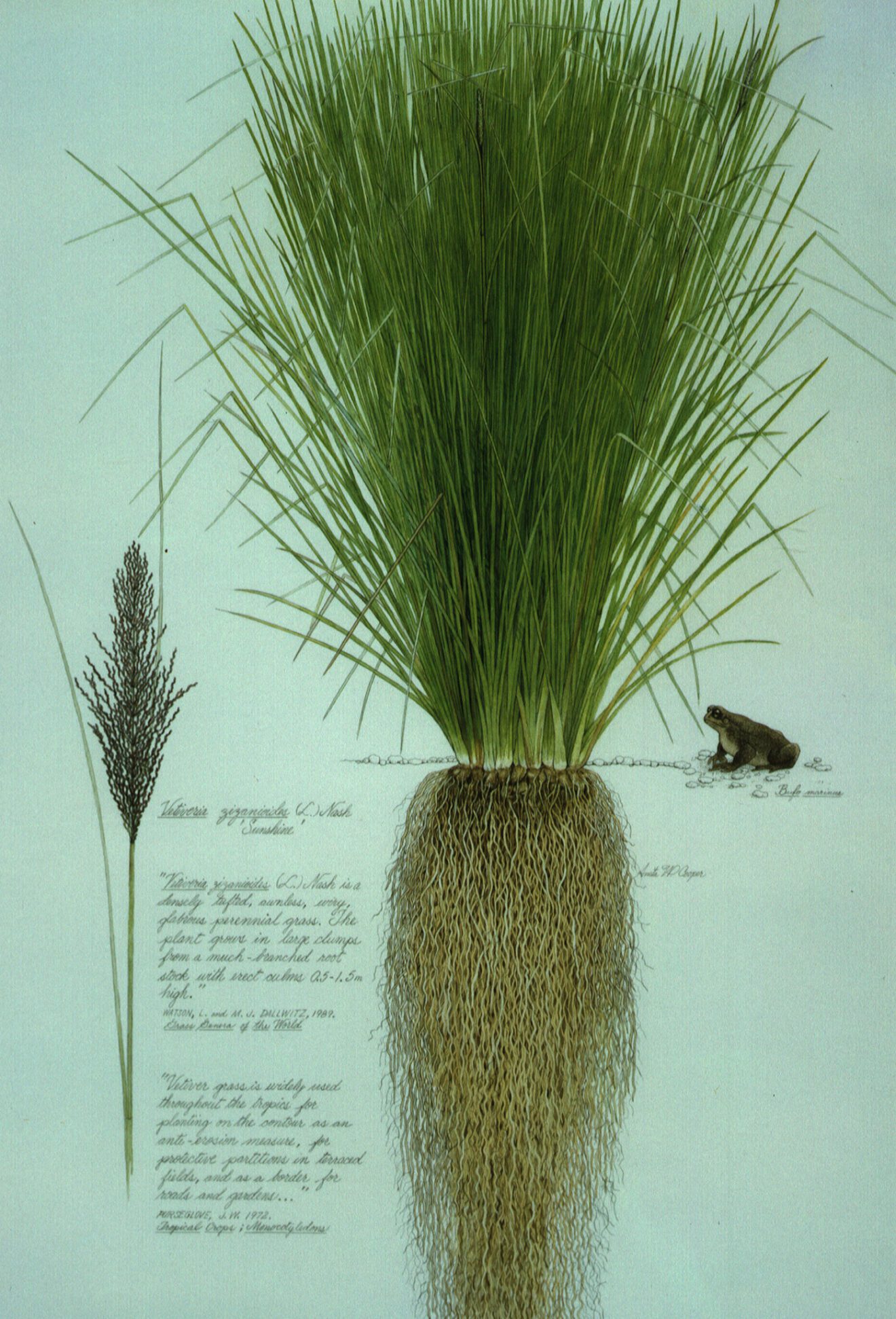 Vetiver Grass – Plant Mechanics – How and Why it functions – The ...