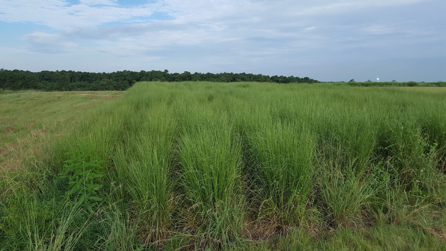 Description of Vetiver Grass Technology – The Vetiver Network International